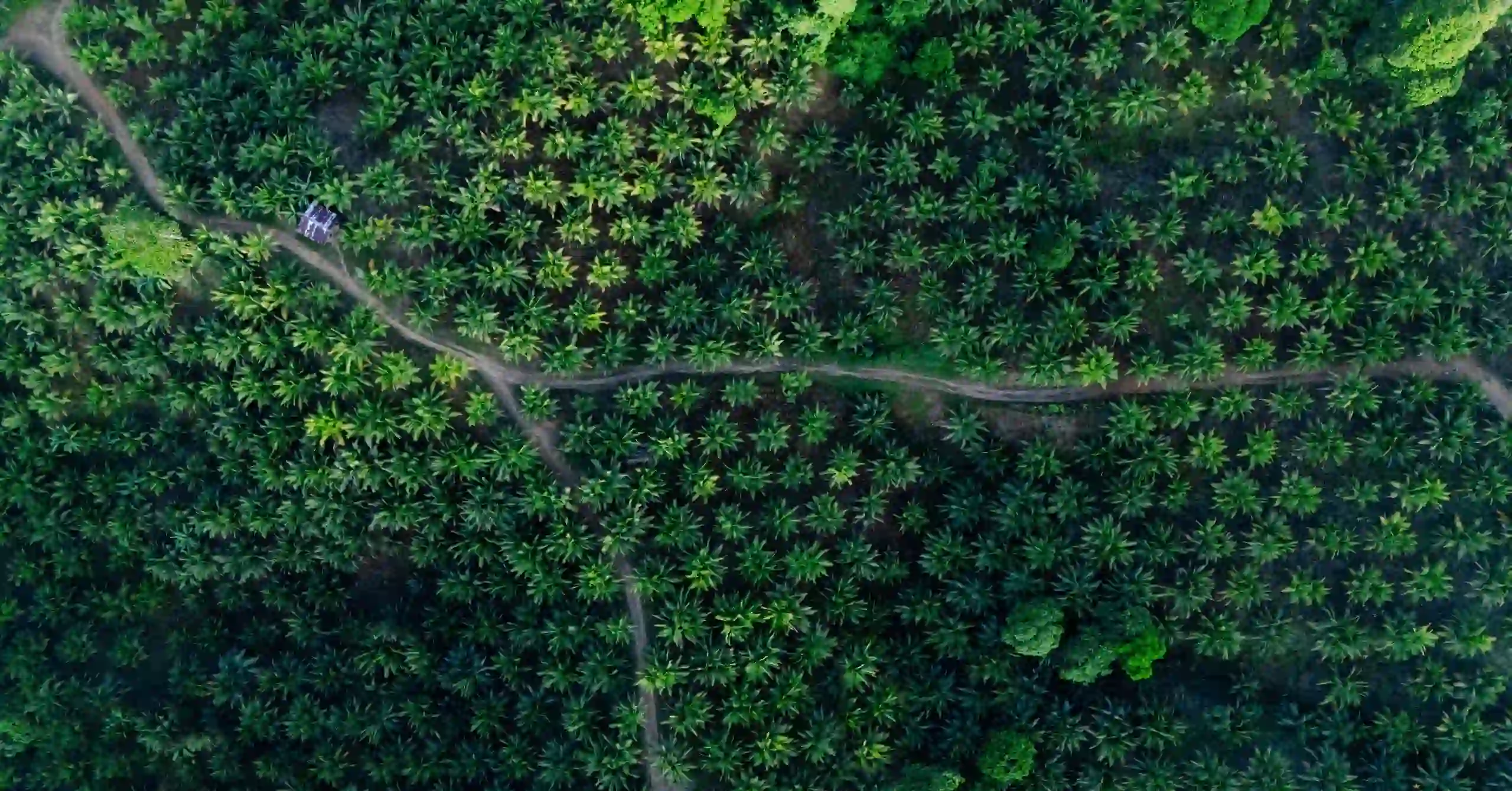 Lionheart Farms: Sustainable Coconut Farming in Palawan