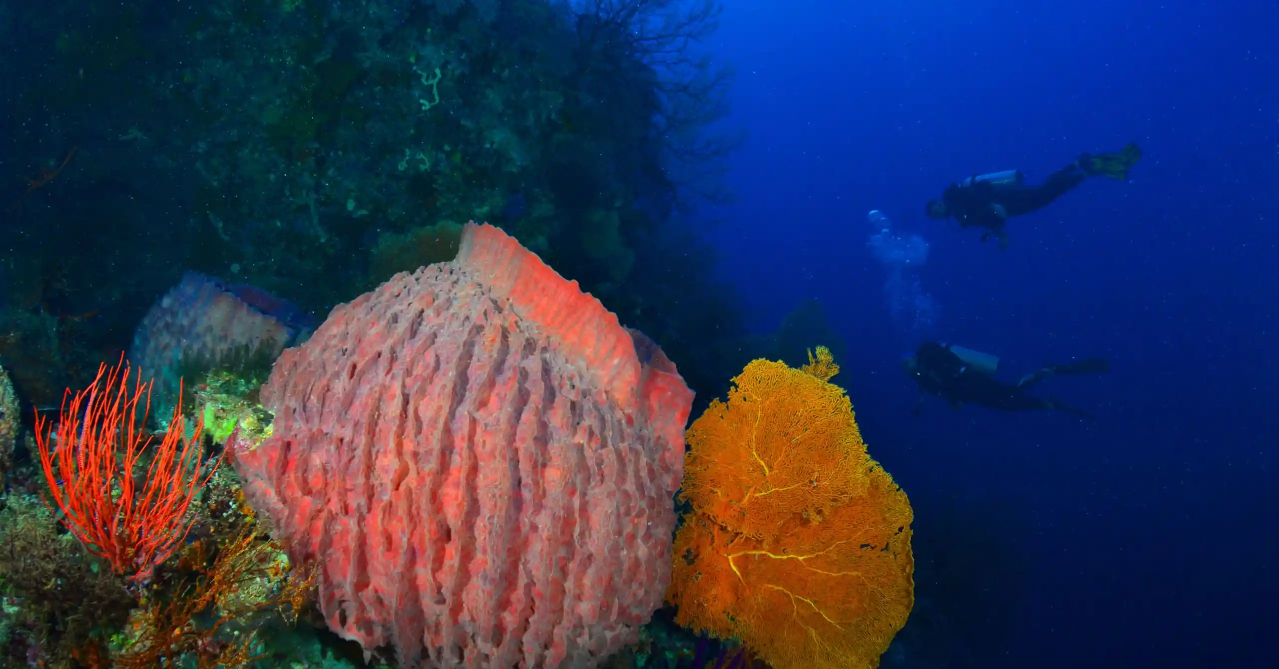 Tubbataha Reefs’ Sustainable Model for Responsible Tourism